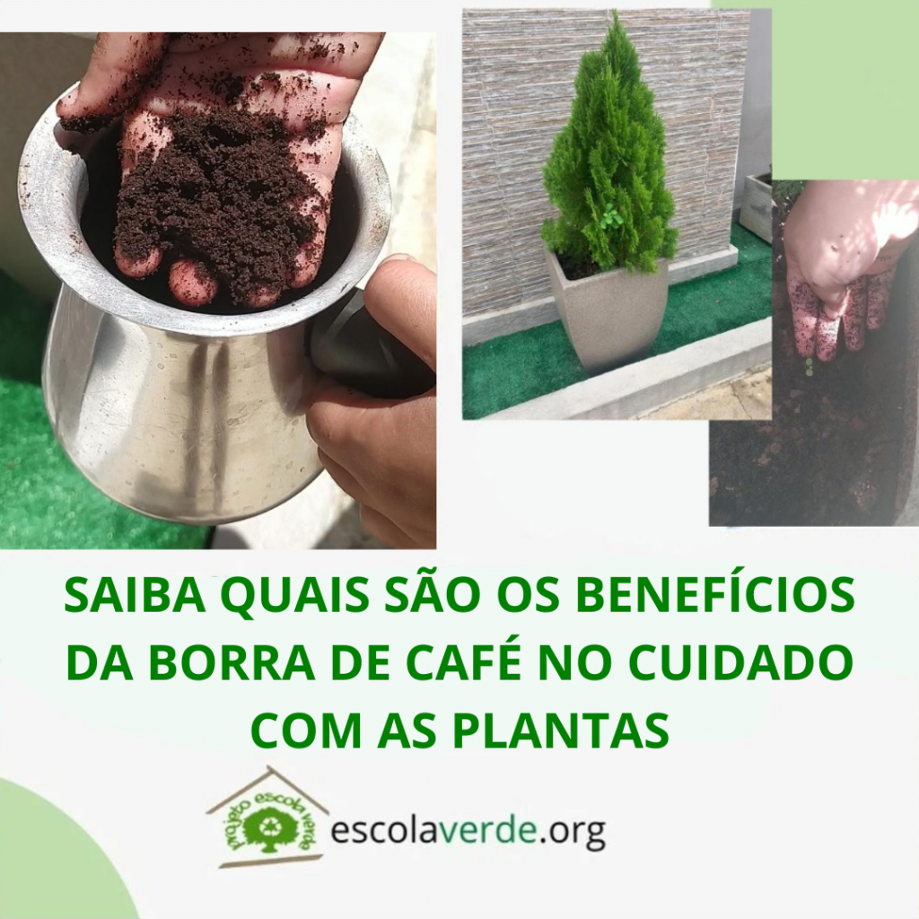 BENEFÍCIOS DA BORRA DE CAFÉ NO CUIDADO COM AS PLANTAS 🌱 – Programa ...